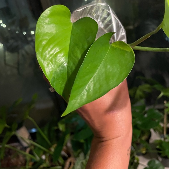 Other | Rare Half Moon Neon Pothos Cutting | Poshmark